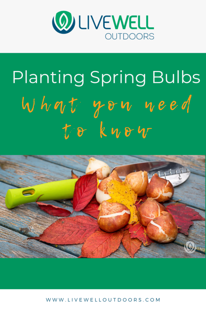 Planting Spring Bulbs: What You Need to Know - Live Well Outdoors